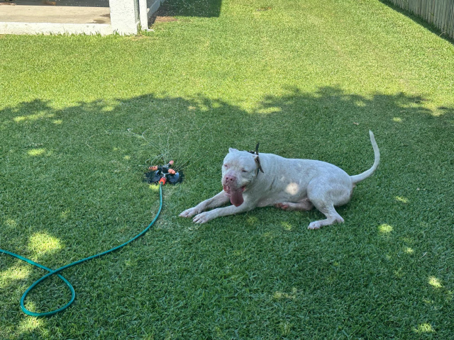 2 year old bulldog ‘Hutch’ | Dogs & Puppies | Gumtree Australia Fraser ...