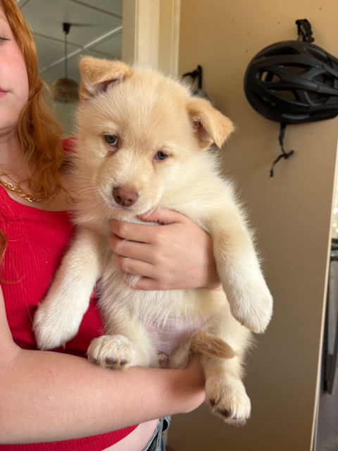 Puppies for sale | Dogs & Puppies | Gumtree Australia Brisbane North ...