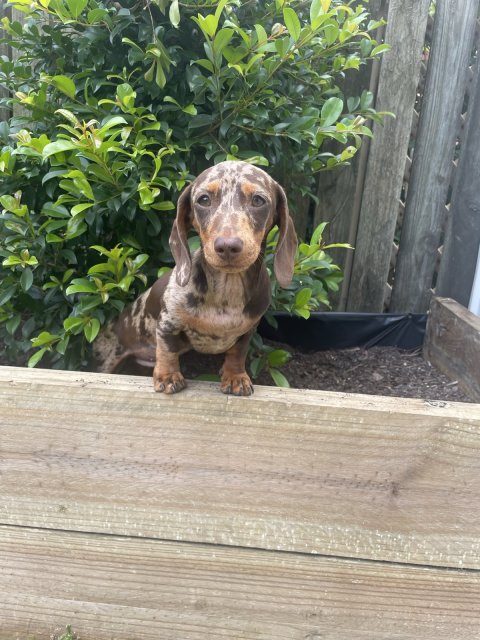 Dachshund dapple male | Dogs & Puppies | Gumtree Australia Caloundra ...