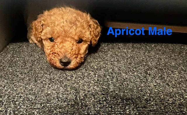 Tiny Toy Poodle Puppies | Dogs & Puppies | Gumtree Australia Latrobe ...