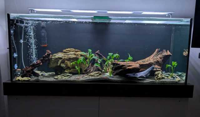 Stunning 200L Aquascape-Ready Fish Tank with Complete Setup | Fish ...