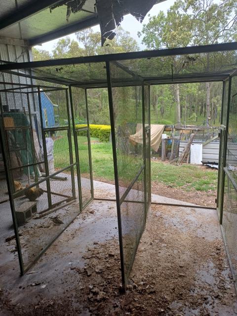 Young Heathy Budgies | Birds | Gumtree Australia Richmond Valley ...