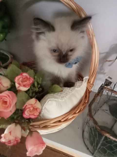 💞Pure Ragdoll Babies 9 weeks💞 🐾 | Cats & Kittens | Gumtree Australia ...