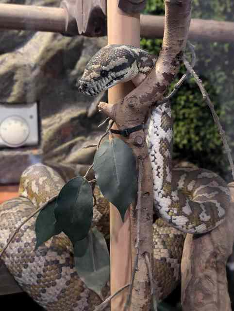 Darwin Python and snake enclosure | Reptiles & Amphibians | Gumtree ...