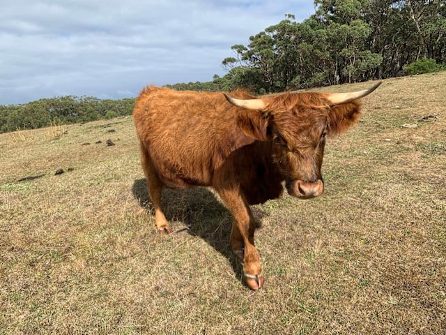 Highland Cross Cows with Calves | Livestock | Gumtree Australia Colac ...