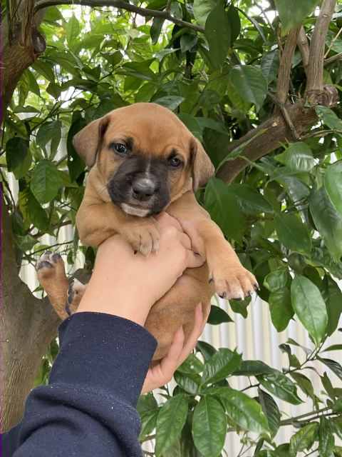 Puppies Mixed Breed | Dogs & Puppies | Gumtree Australia Esperance Area ...
