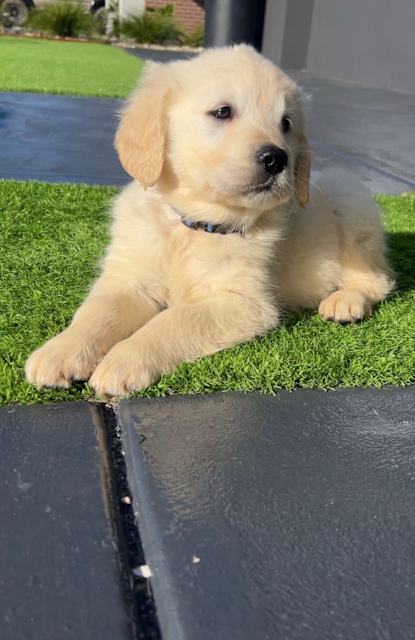 Half Golden Retriever/ Half Labrador | Dogs & Puppies | Gumtree ...