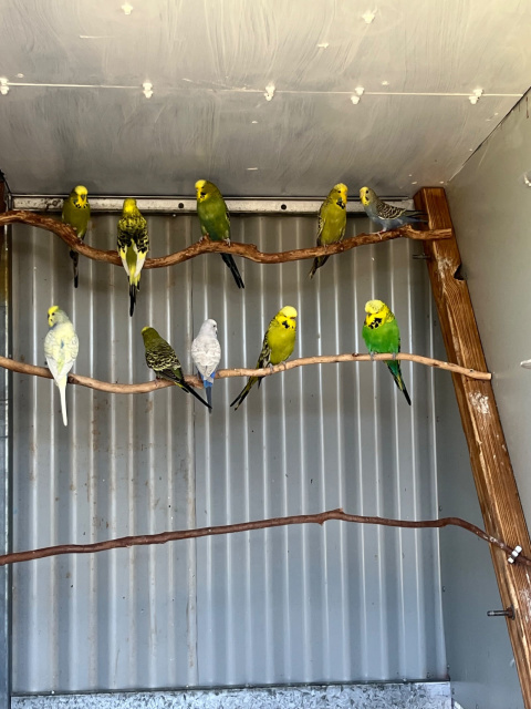 Young budgies | Birds | Gumtree Australia Toowoomba Surrounds ...