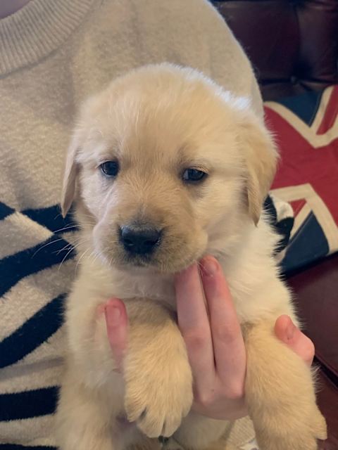 Fluffy large English labrador groodle puppies absolutely beautiful ...