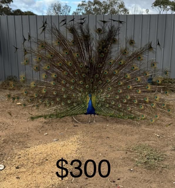 Colorful India blue Peacocks | Birds | Gumtree Australia Mallala Area ...
