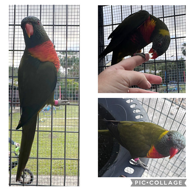 Aviary birds:Olive rainbow lorikeet and eclectus pair | Birds | Gumtree Australia Caloundra Area ...