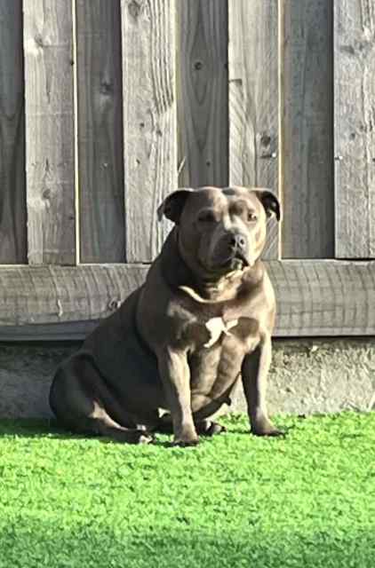 Purebred Female Blue English Staffy | Dogs & Puppies | Gumtree ...