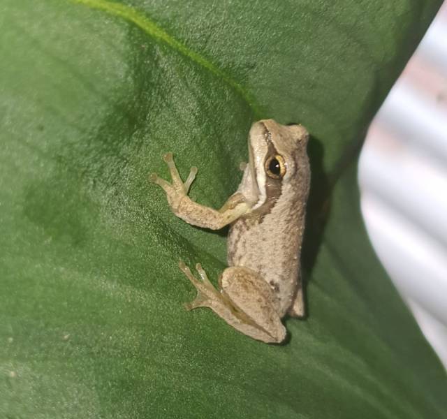 Southern brown tree frogs | Reptiles & Amphibians | Gumtree Australia ...