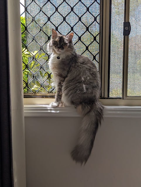 Looking to Re-home My Sweet Cat Sadie | Cats & Kittens | Gumtree ...