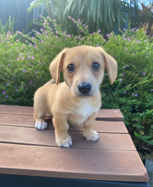 Corgi x Mini Dashy | Dogs & Puppies | Gumtree Australia Brisbane North ...