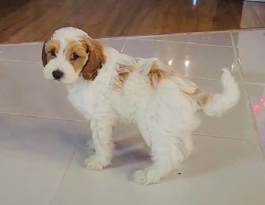 Beautiful Toy Cavoodle - Blenheim | Dogs & Puppies | Gumtree Australia ...