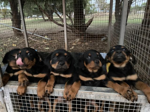 Purebred Tailed Rottweilers ~ from Natural Bob Lines | Dogs & Puppies ...