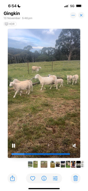 assie white sheep | Livestock | Gumtree Australia Oberon Area - Oberon ...