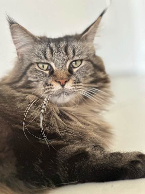 Maine Coon Retired Queen | Cats & Kittens | Gumtree Australia Logan ...
