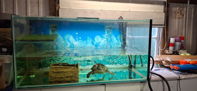 Lager fish tank and fittings and Turtle | Pet Products | Gumtree ...