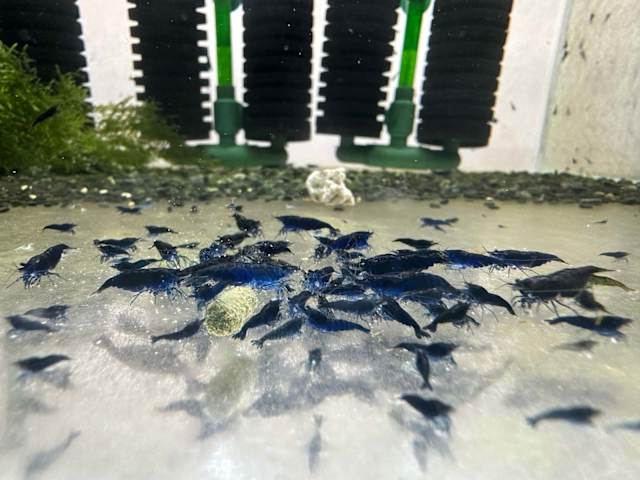 Painted fire red, premium blue, orange rili, bloody orange shrimps ...