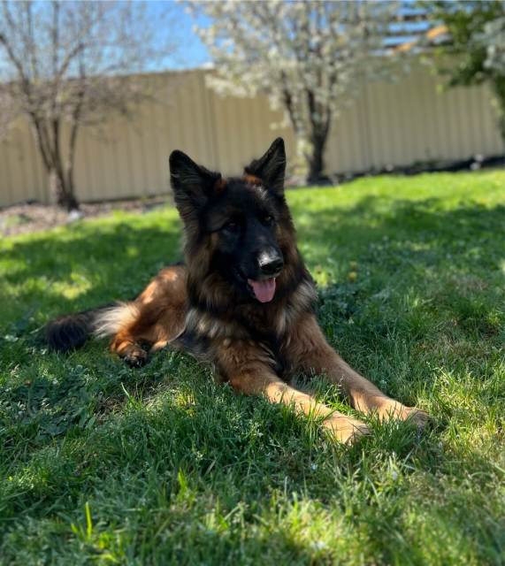 German Shepherd - Female | Dogs & Puppies | Gumtree Australia Mudgee ...