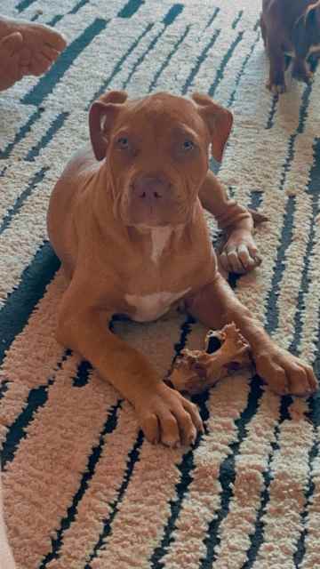 Male American staffy x Doug de Bordeaux | Dogs & Puppies | Gumtree ...