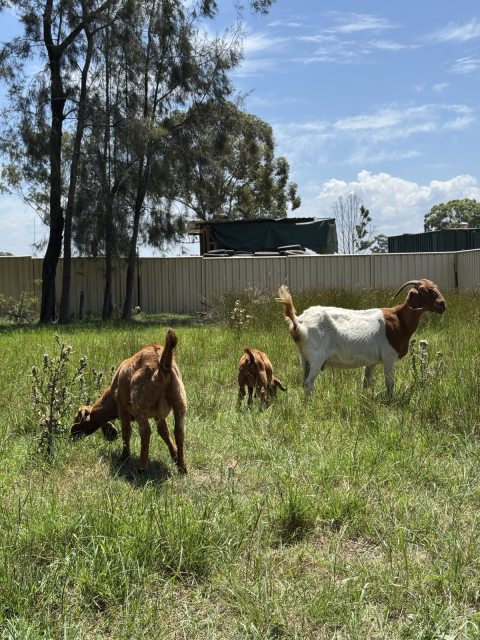 Pure bred Boer goats | Livestock | Gumtree Australia Camden Area ...