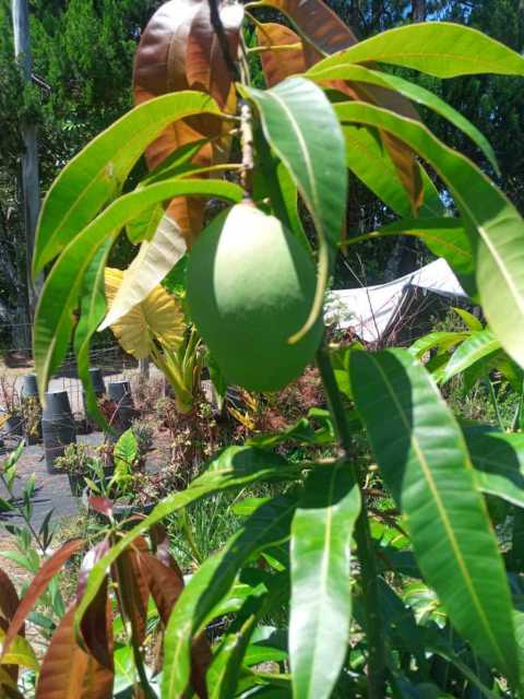 Mango trees - Bowen, R2E2, dwarf - from $39 - Plants in Wardell NSW ...