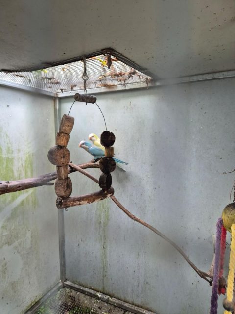 Quakers - handraised various turquoise, violet, opaline, pallid | Birds ...