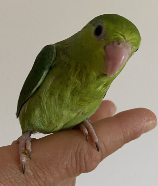 Parrotlets babies super tame | Birds | Gumtree Australia Liverpool Area ...