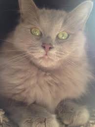 Rare Solid Lilac Ragdolls | Cats & Kittens | Gumtree Australia Cardinia ...