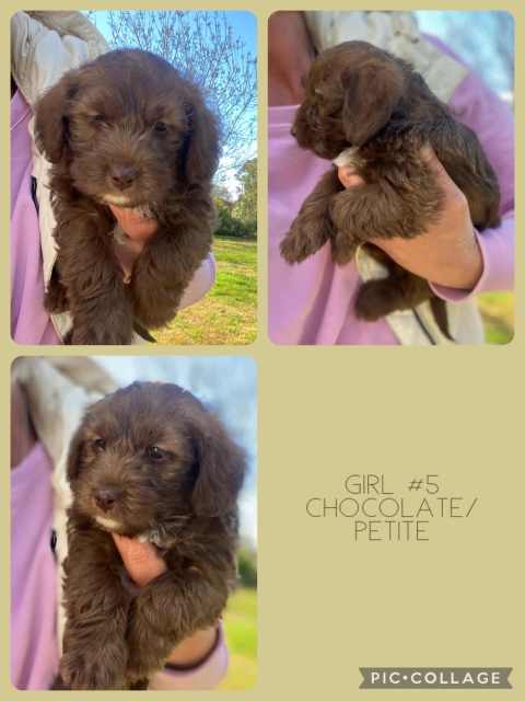 Jackapoo Jack Russell x Mini Poodle DNA clear | Dogs & Puppies ...