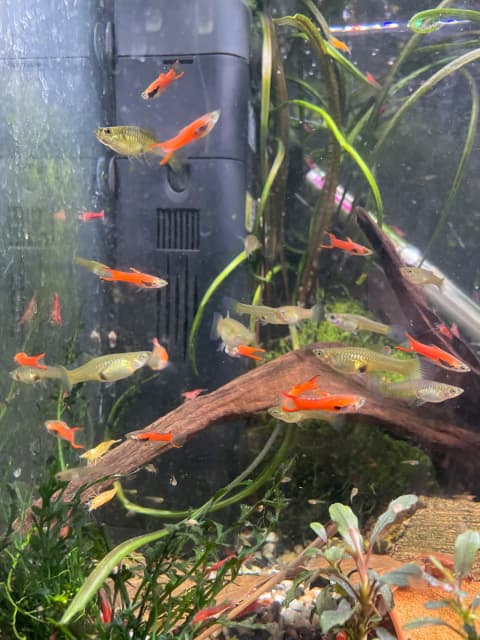 Chilli red endlers | Fish | Gumtree Australia Greater Dandenong ...