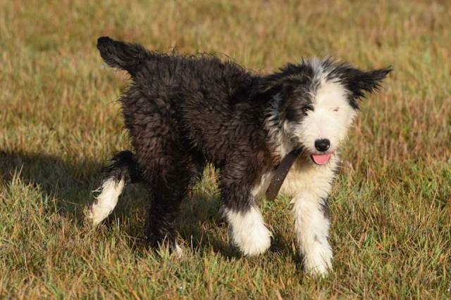 Smithfield pup | Dogs & Puppies | Gumtree Australia West Tamar ...