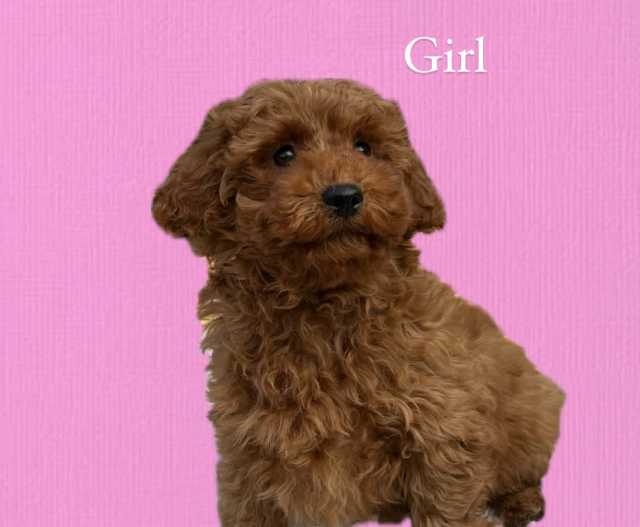 Cavoodle F1b Ruby female ready for her new home | Dogs & Puppies ...