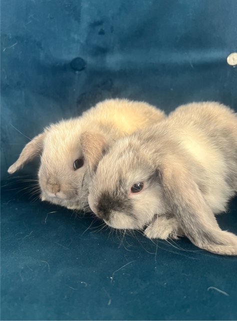 Beautiful purebred mini lops | Rabbits | Gumtree Australia Mallala Area ...