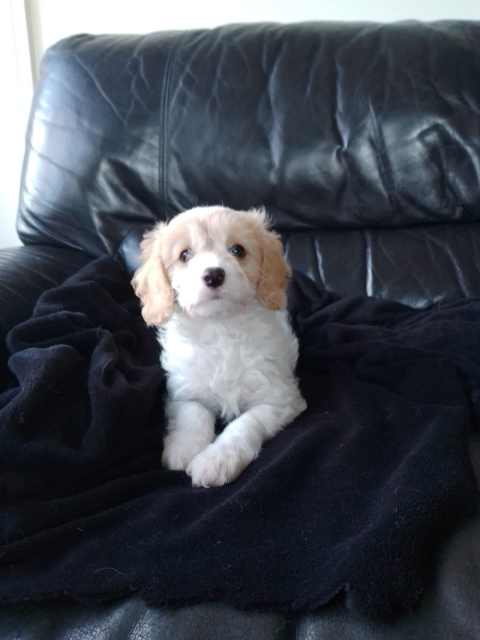 1st Gen Cavoodles (SOLD) | Dogs & Puppies | Gumtree Australia Latrobe ...