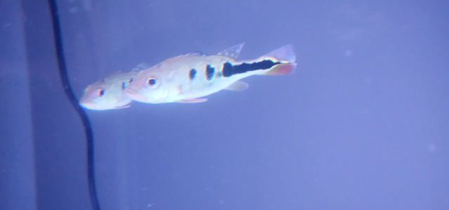 Mono Peacock Bass | Fish | Gumtree Australia Playford Area - Smithfield ...