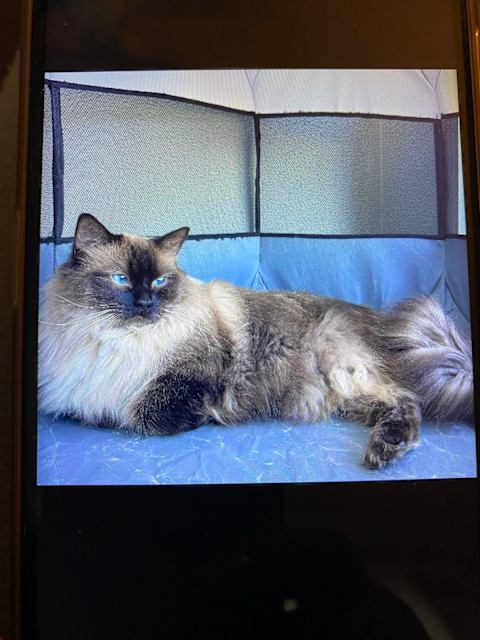 Ragdoll cat | Cats & Kittens | Gumtree Australia Gold Coast City ...