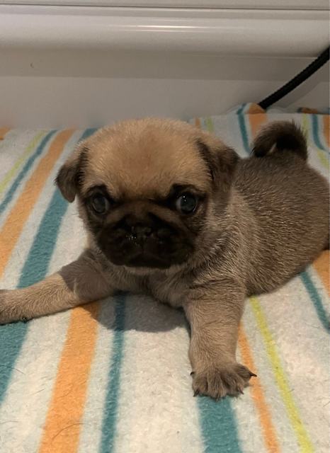 Pug Puppies | Dogs & Puppies | Gumtree Australia Grant Area - Mount ...