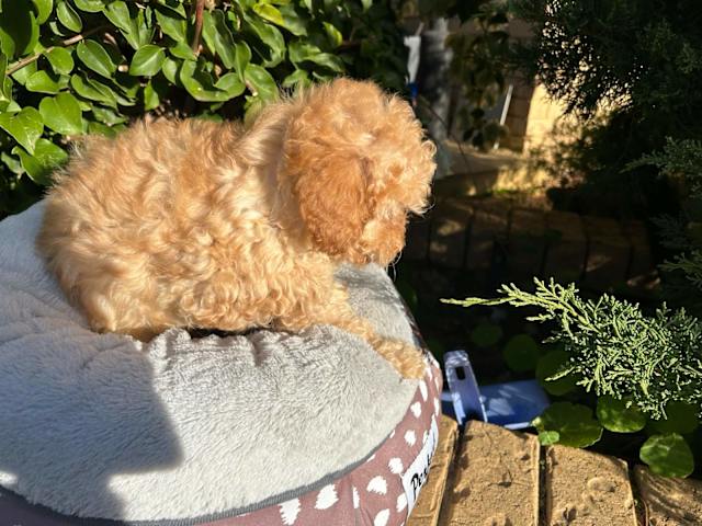 2 girls and 3 boys cavoodle puppies. | Dogs & Puppies | Gumtree ...