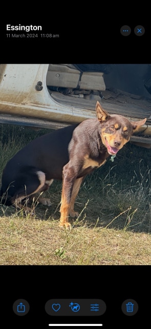 Male red and tan kelpie | Dogs & Puppies | Gumtree Australia Oberon ...