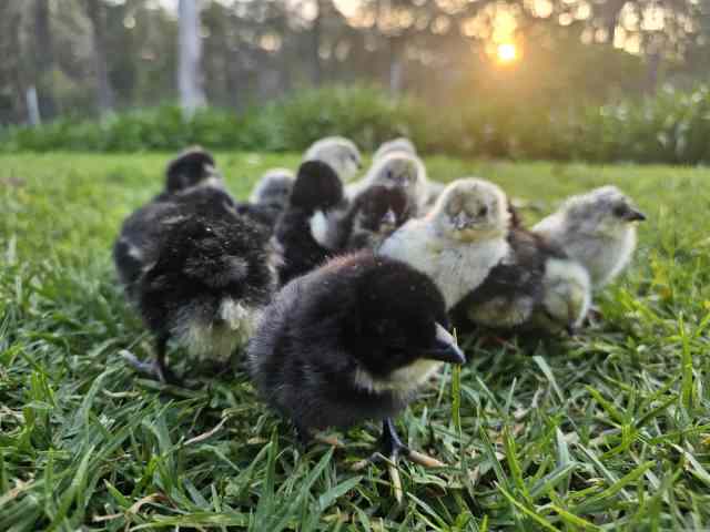 Silkie, Araucana and old English game bantam chicks for sale | Other ...