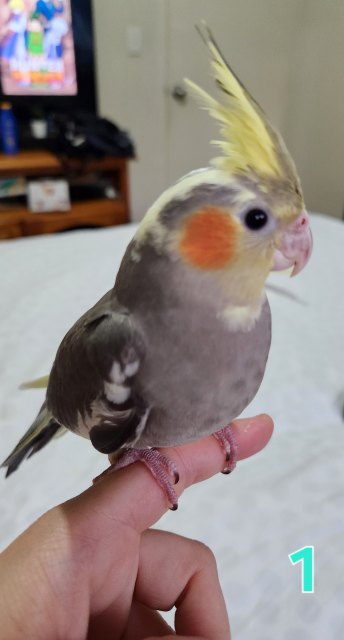 Handraised Cockatiels/Weiros | Birds | Gumtree Australia Kalamunda Area ...