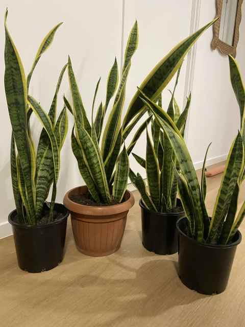 Snake plants/Mother in Laws Tongue - Plants in Robina QLD | Gumtree ...