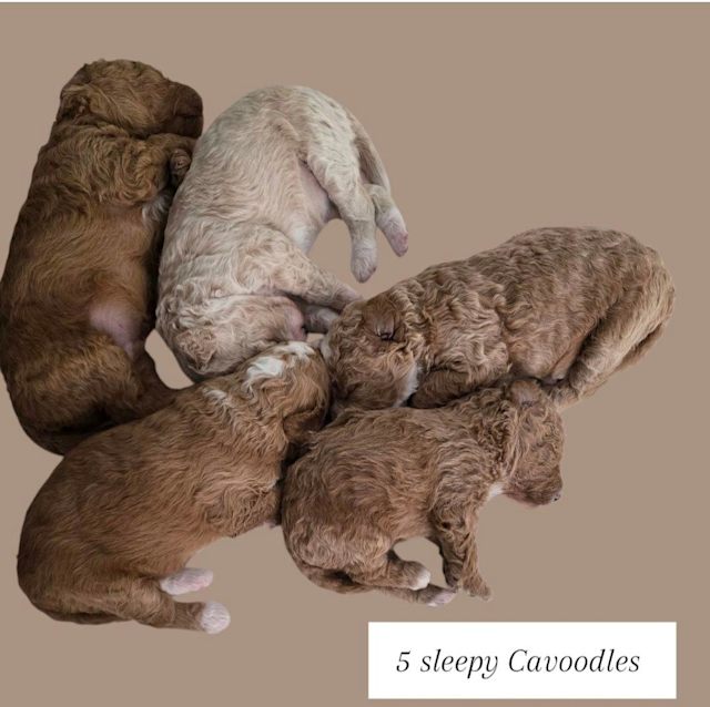 F1b Medium cavoodle puppies 🐶 Puppy Veiwng, this Saturday 24th May ...