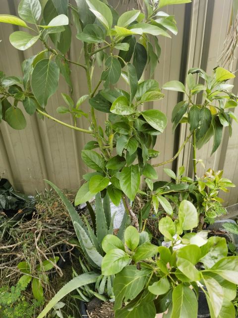 advanced grafted avocado tree willard - Plants in Quakers Hill NSW ...
