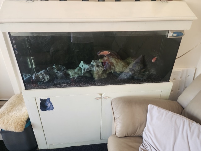 Aquarium set up with lots of fish. | Fish | Gumtree Australia ...