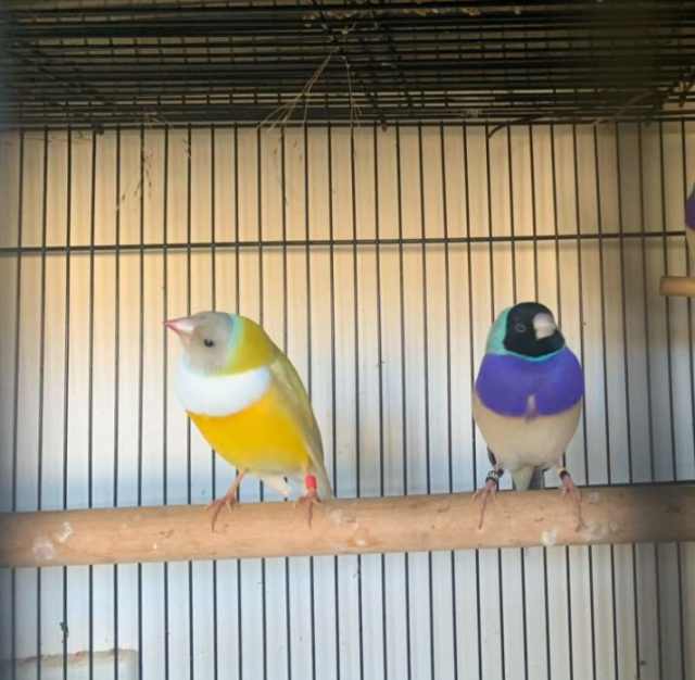 GOULDIAN FINCHES FOR SALE | Birds | Gumtree Australia Darebin Area ...